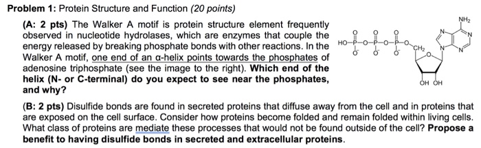 Solved Problem 1: Protein Structure and Function (20 points) | Chegg.com