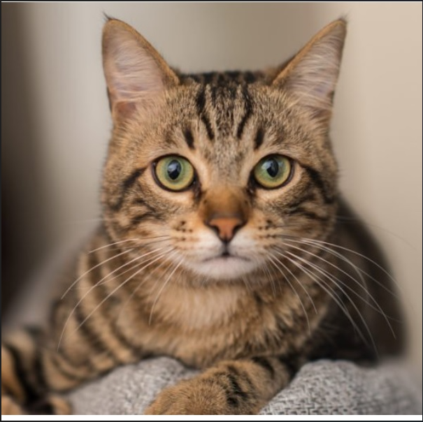 Solved Please help step by step with explanation for | Chegg.com