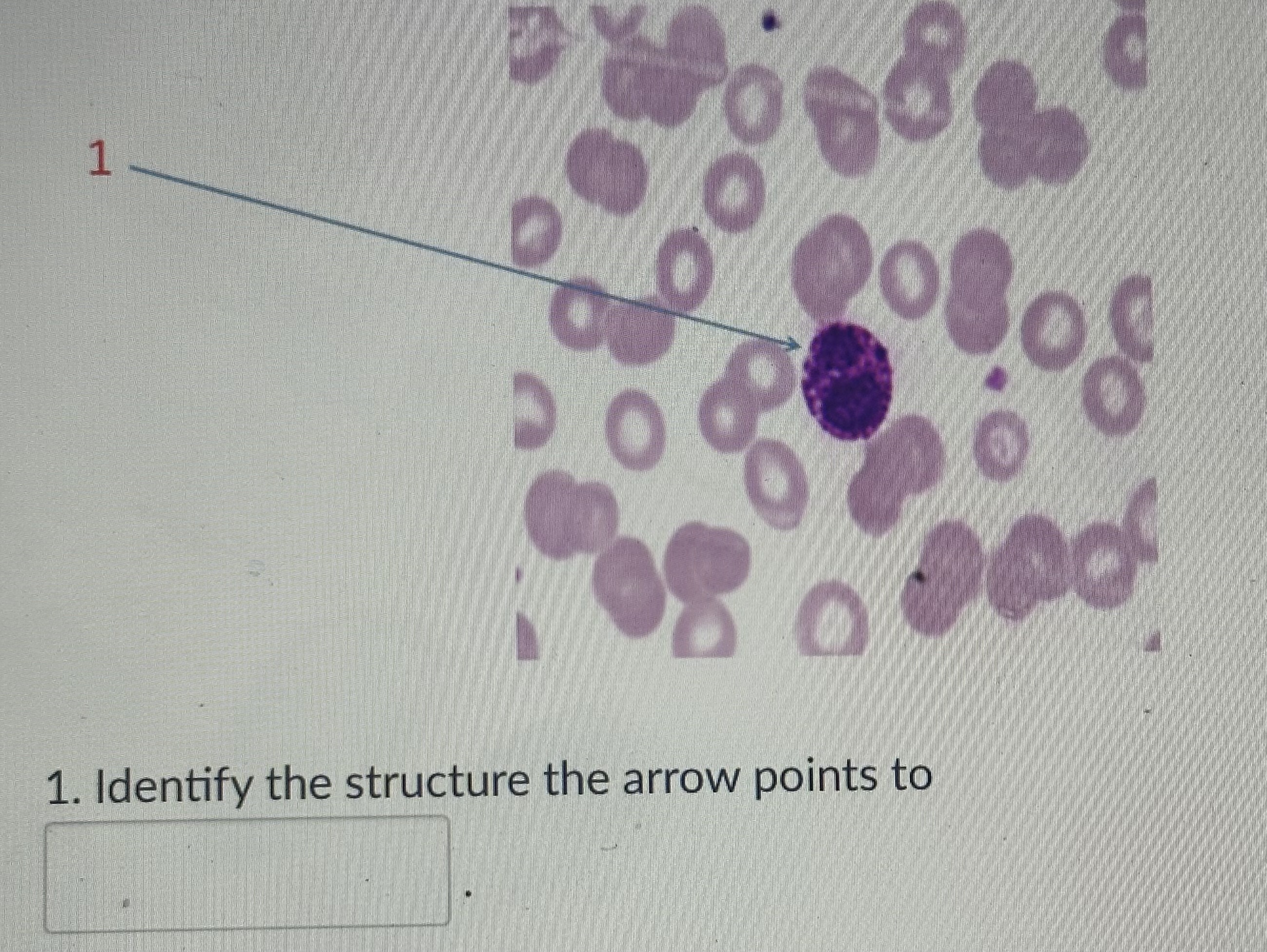 Solved 1. Identify the structure the arrow points to | Chegg.com