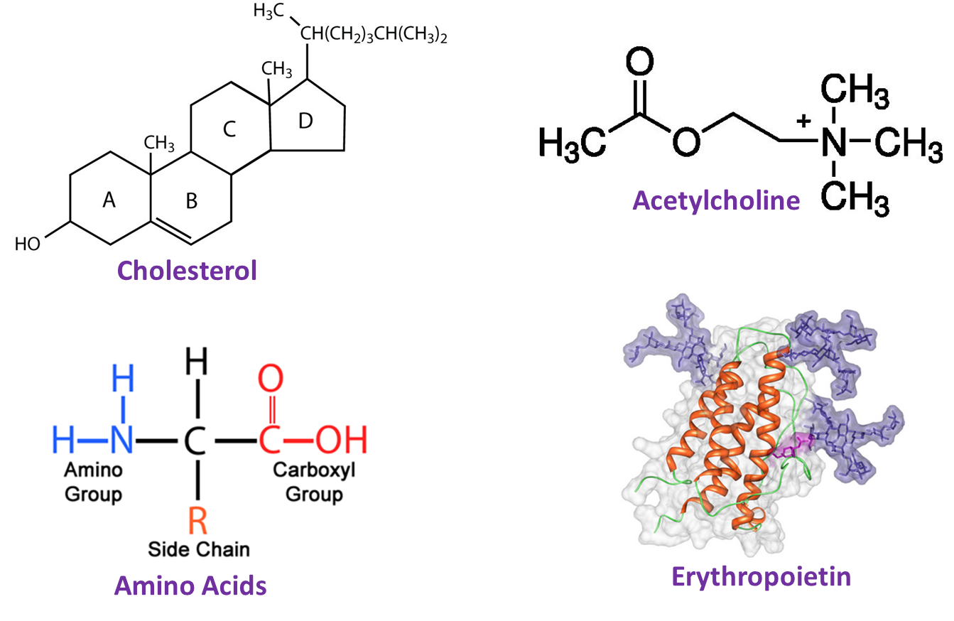 Solved Cholestero Amino Acids Erythropoietin | Chegg.com