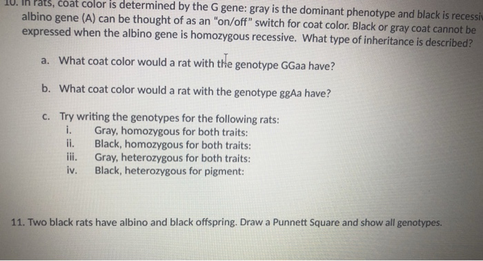 Solved 12. A gray rat, heterozygous for both traits, is | Chegg.com