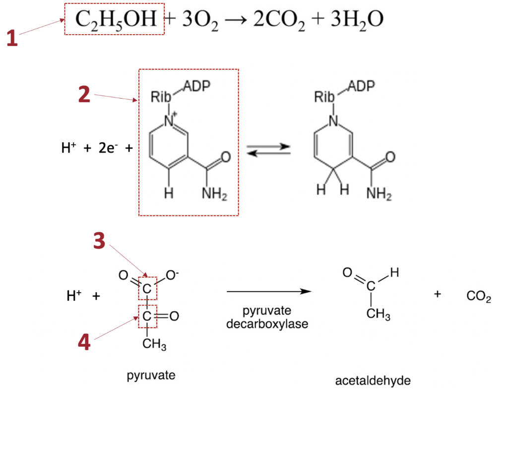 Solved C,H,OH + 302 → 2C02 + 3H2O 1 2 ADP Rib ADP Rib ..... | Chegg.com