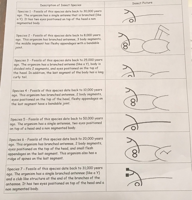 Solved Constructing a Cladogram Directions: 1. Use the times | Chegg.com