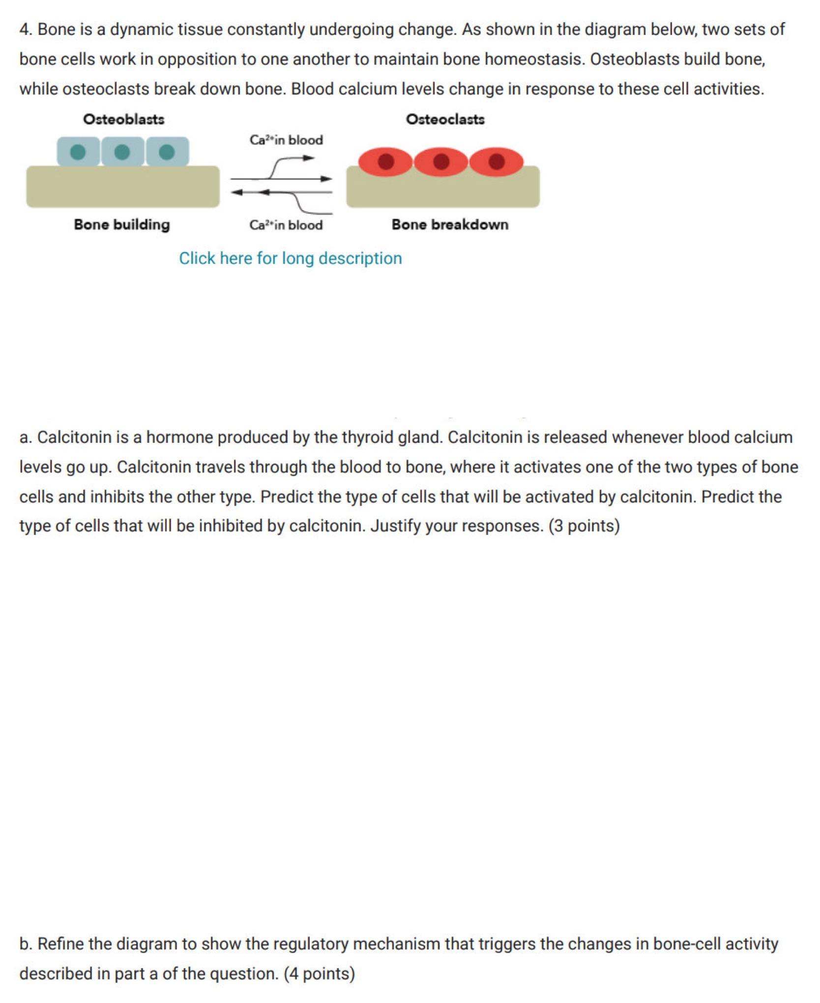 4. ﻿Bone is a dynamic tissue constantly undergoing | Chegg.com