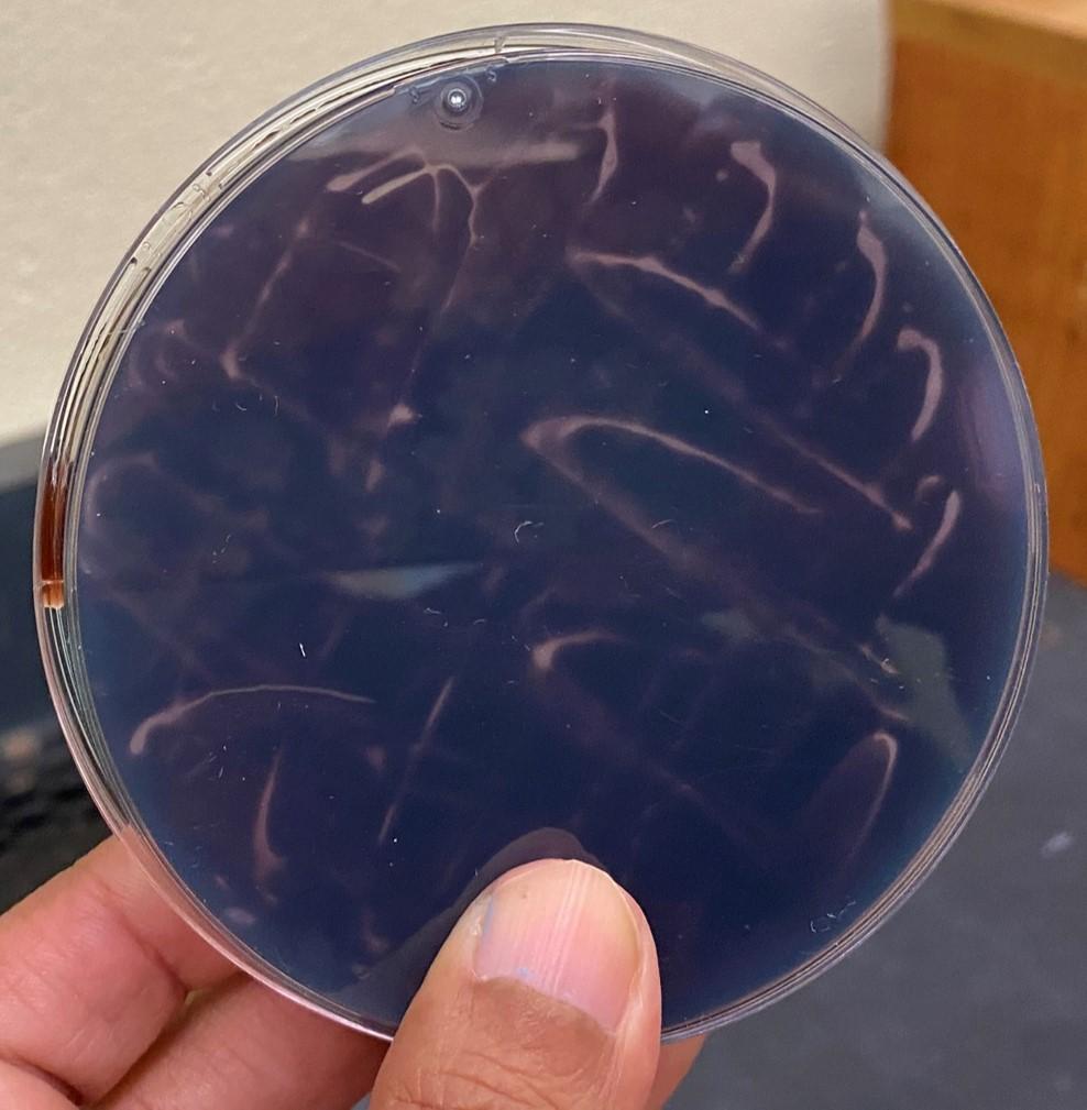 Solved Examine the 2 starch plates (provided in the | Chegg.com