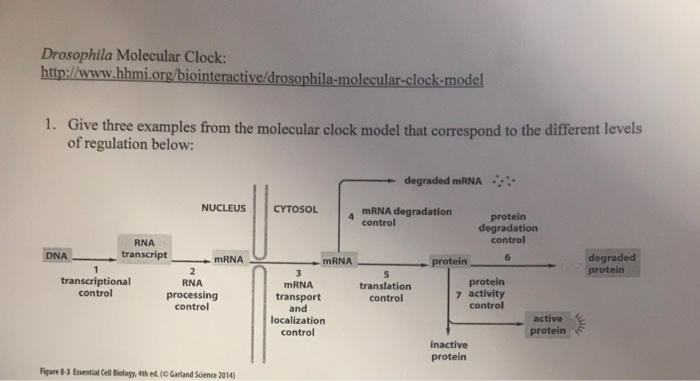 Solved Drosophila Molecular Clock: http://www.hhmi | Chegg.com
