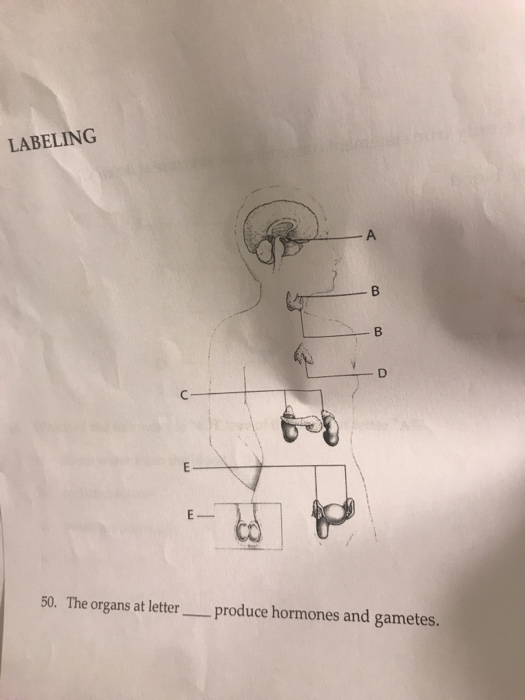 Solved LABELING 김 ! 50. The organs at letter produce | Chegg.com