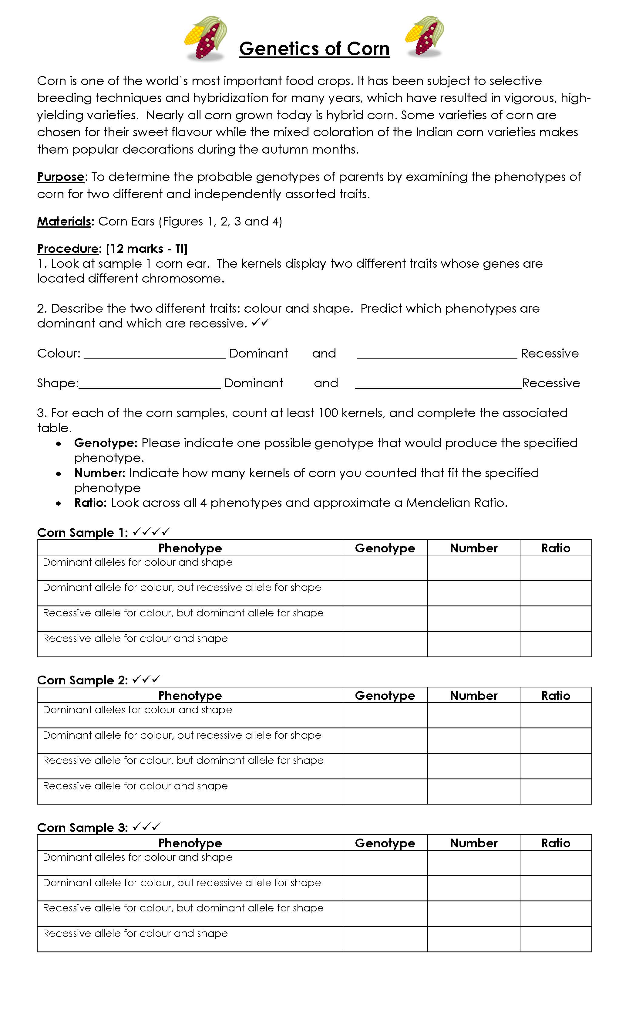 Solved Genetics of Corn Corn is one of the world's most | Chegg.com