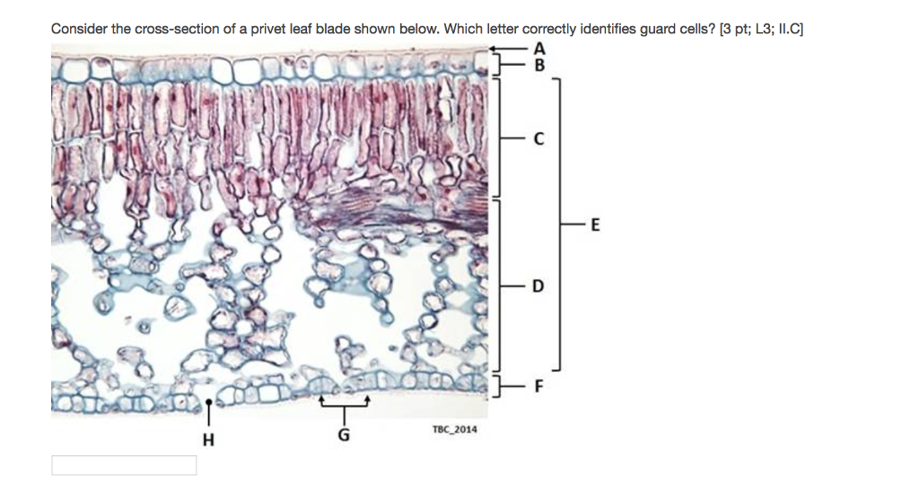 Solved Consider the cross-section of a privet leaf blade | Chegg.com
