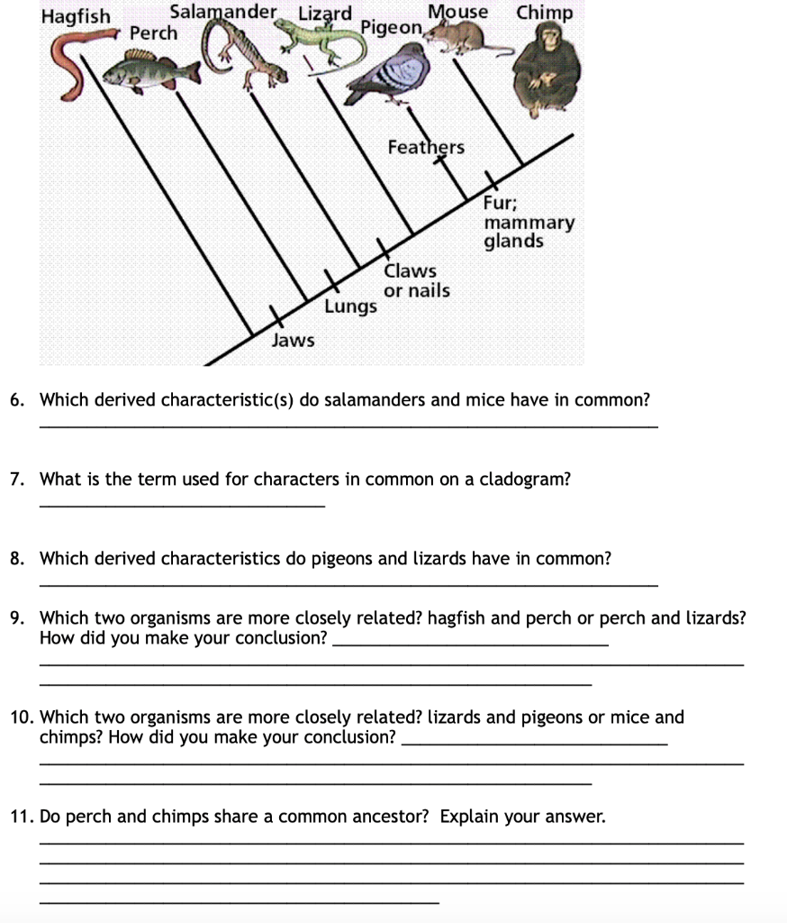 Solved Hagfish Salamander Perch Lizard Mouse Pigeon Chimp | Chegg.com