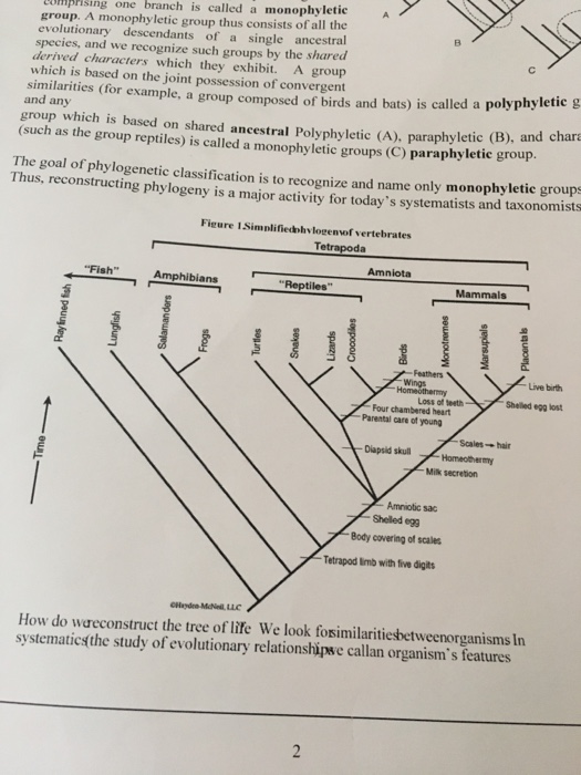 Solved UMphsing one branch is called a monophyletic group. A | Chegg.com Solved UMphsing one branch is called a monophyletic group. A | Chegg.com
