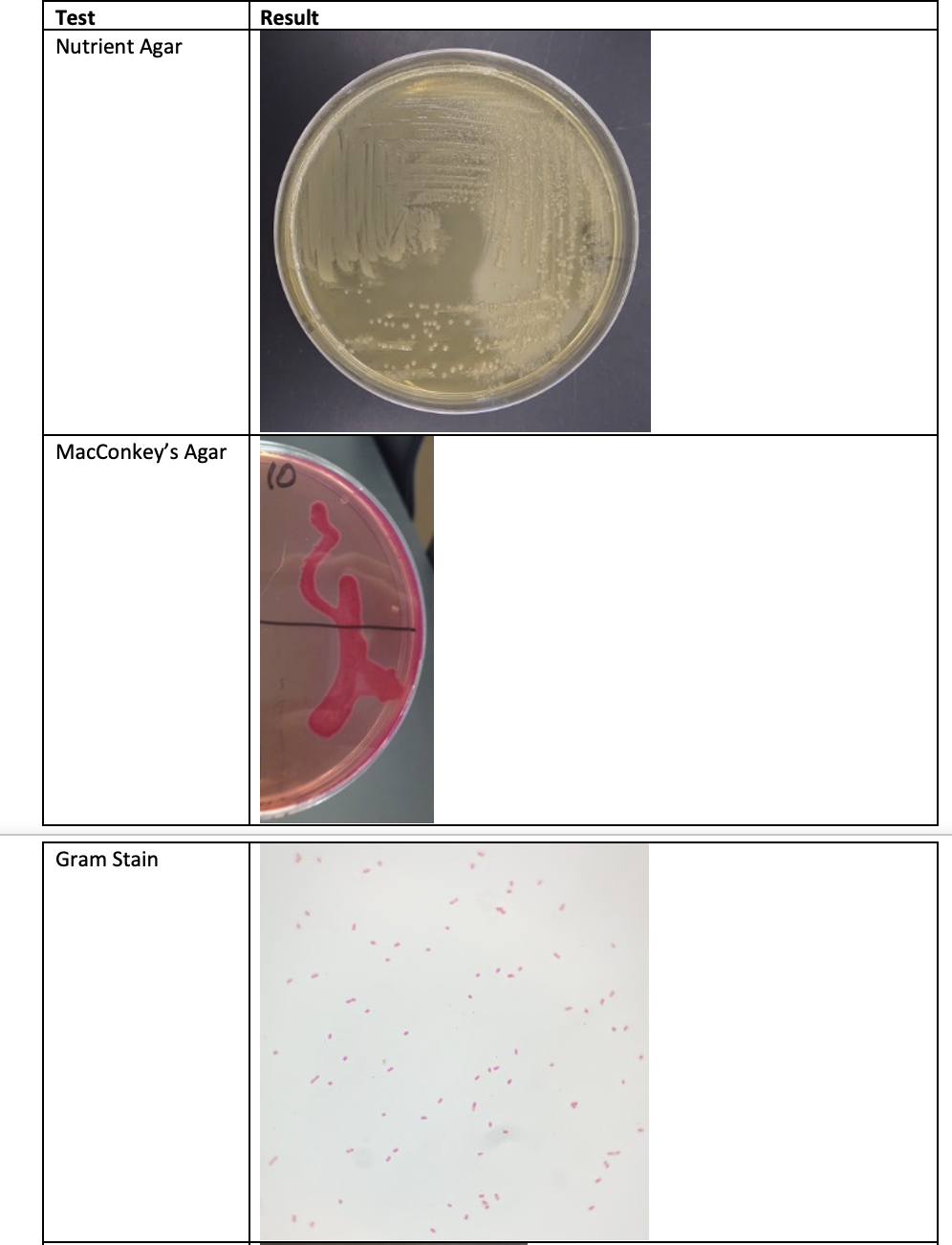 Solved Instructions: “With bacteria, many techniques | Chegg.com