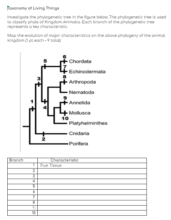 Phylogenetic Tree Of Kingdom Animalia