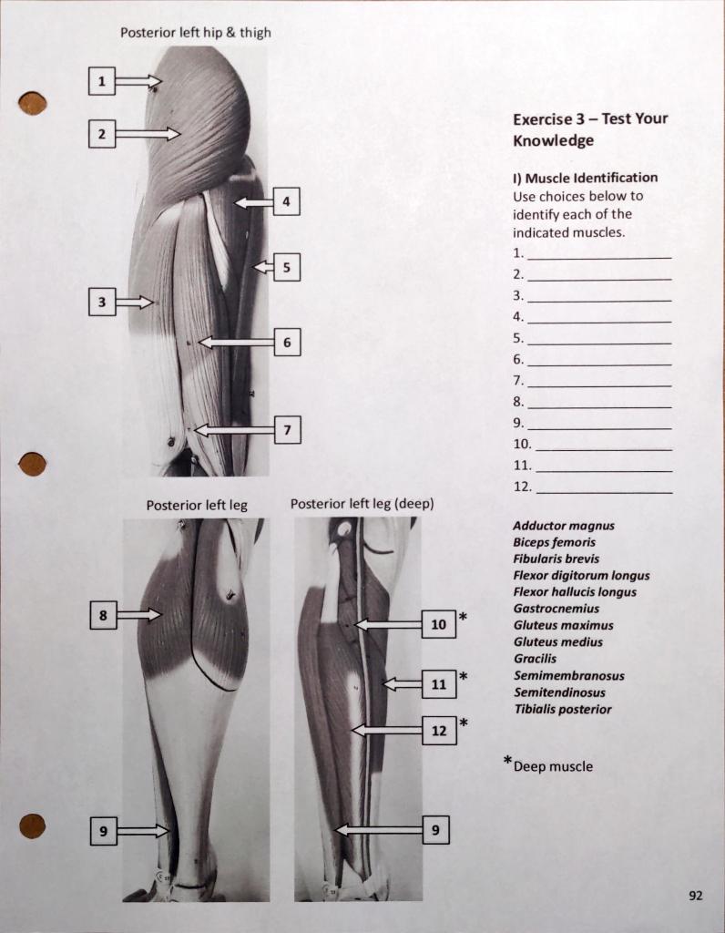 Solved Posterior left hip & thigh Exercise 3-Test Your 2 | Chegg.com
