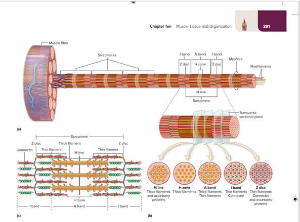 Solved 3. To begin exploring the microscopic anatomy of | Chegg.com