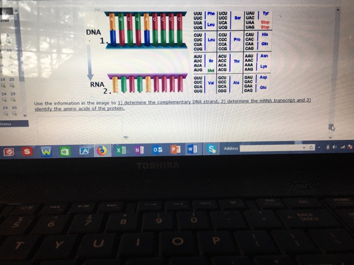Solved UCC Ser UAC UCG cCU UUA Leu UAA Stop UAG Stop DNA CAU | Chegg.com