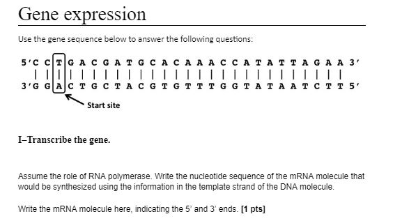 Solved Use the gene sequence below to answer the following | Chegg.com