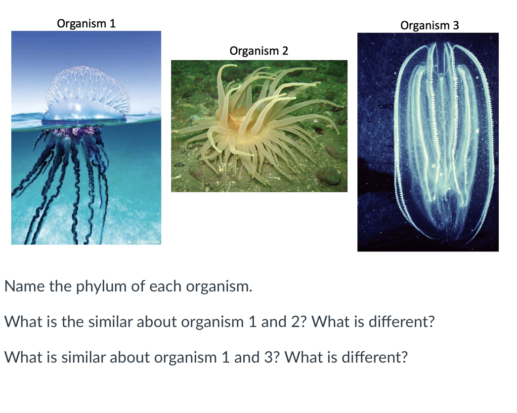 Solved Organism 1 Organism 3 Organism 2 Name the phylum of | Chegg.com