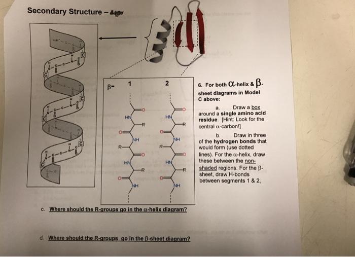 Solved Secondary Structure-A 2 6. For both α-helix & β B- | Chegg.com