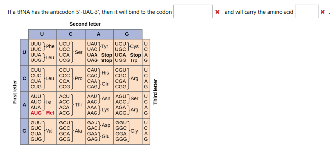 Solved If a tRNA has the anticodon 5'-UAC-3', then it will | Chegg.com