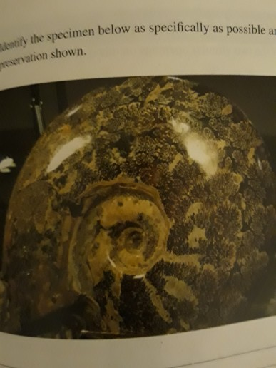 Solved race Fossils Exercises 6. Examine the specimen in the | Chegg.com Solved race Fossils Exercises 6. Examine the specimen in the | Chegg.com
