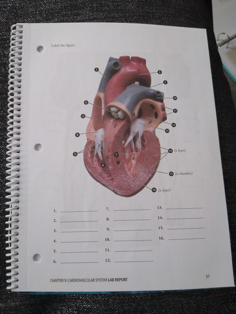 Solved Label the figure 19 (a layer) 2 15 (a chamber) 1 (a | Chegg.com