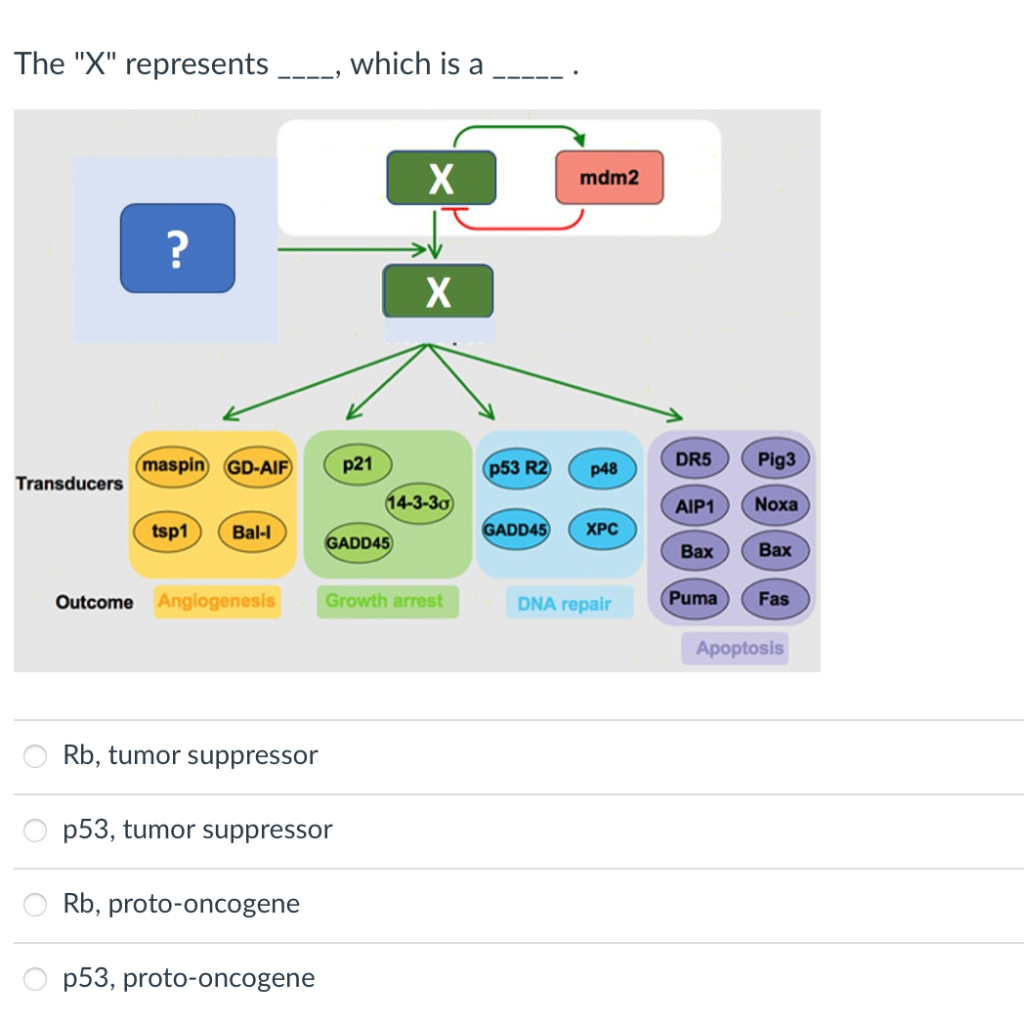 Solved The "X" represents which is a Rb, tumor suppressor | Chegg.com