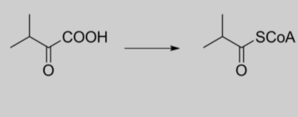 Solved COOH SCOA | Chegg.com