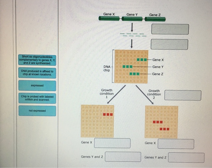 Solved Label the steps in and outcomes of making and using a | Chegg.com