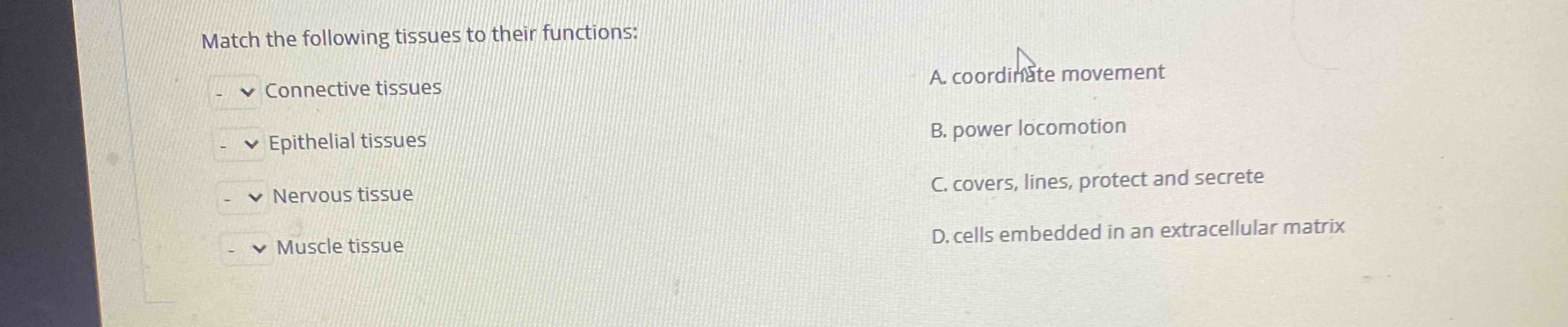 Solved Match the following tissues to their | Chegg.com