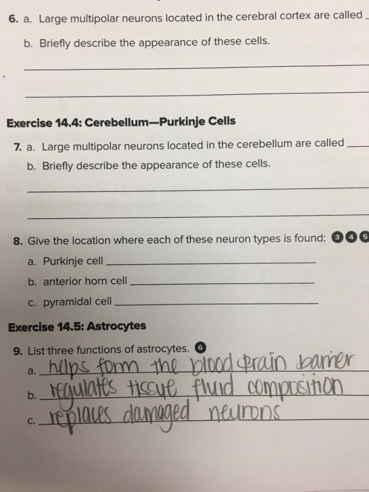 Solved a. Large multipolar neurons located in the cerebral | Chegg.com