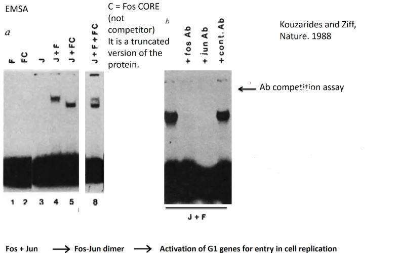 Solved What here shows specificity for Jun or Fos Binding to | Chegg.com