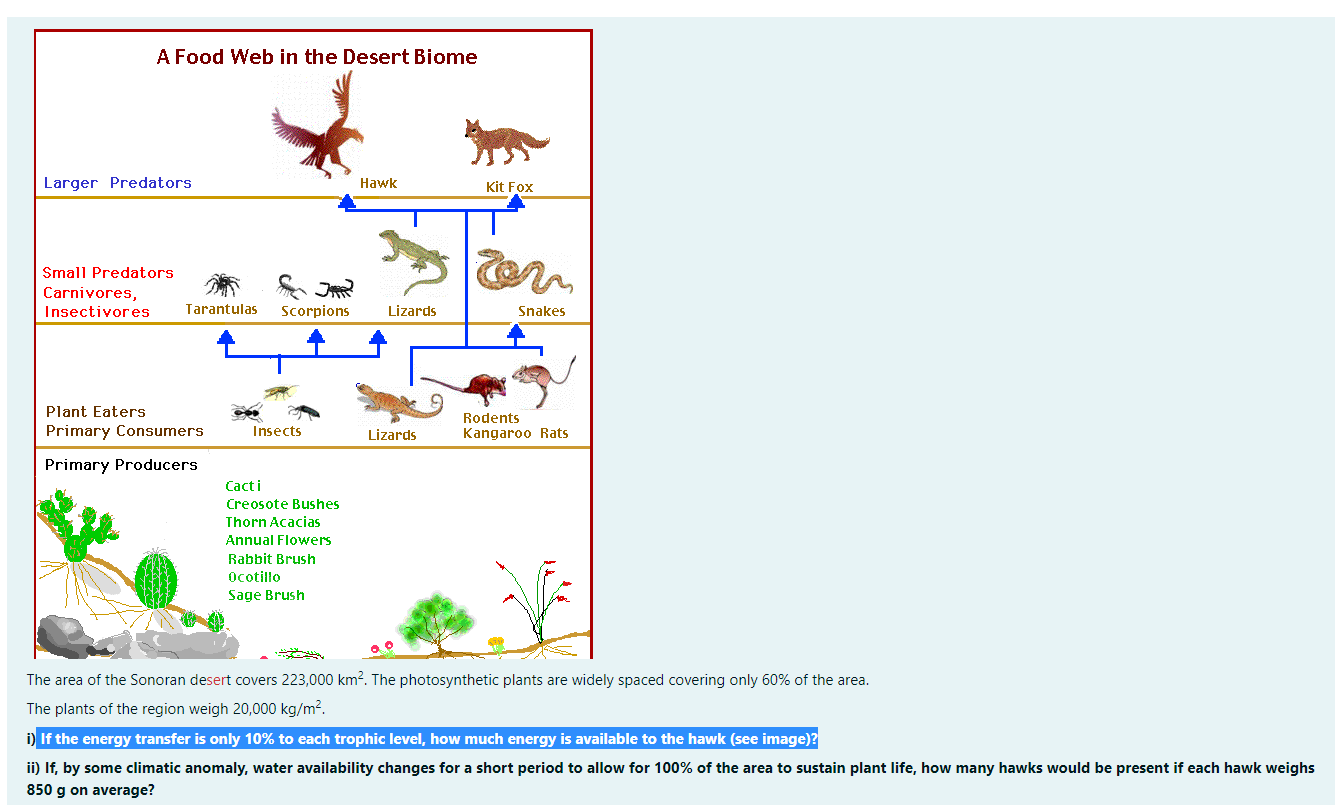 Desert Ecosystem Food Web