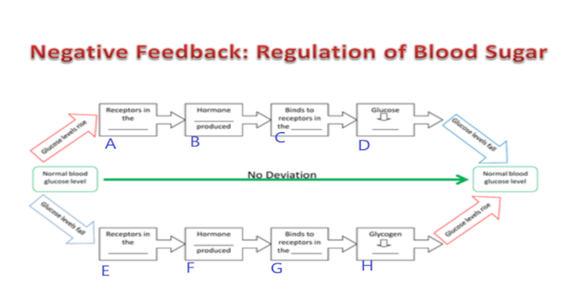Solved Negative Feedback: Regulation of Blood Sugar Hormone | Chegg.com