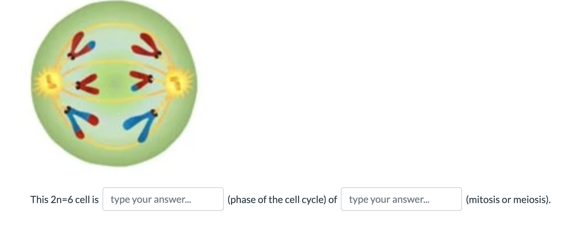 Solved VL This 2n=6 cell is type your answer... (phase of | Chegg.com