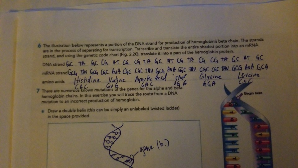 Solved Draw a double helix (this can be simply an unlabeled | Chegg.com