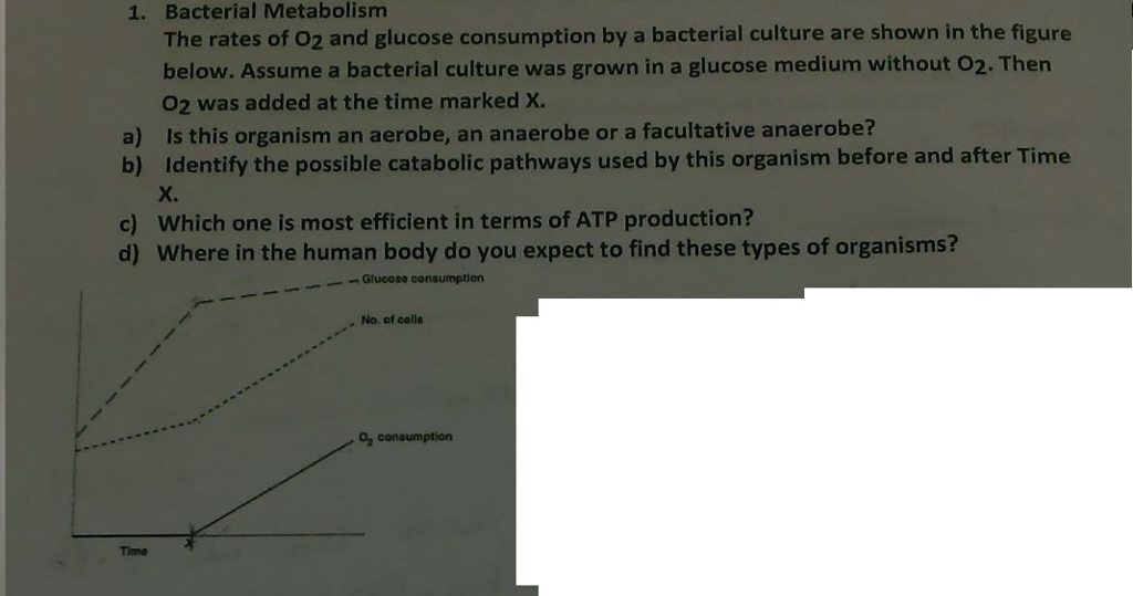 Solved 1. Bacterial Metabolism The rates of O2 and glucose | Chegg.com