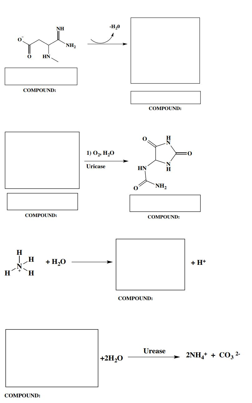 Solved NH -1,0 NH 0 HN COMPOUND: COMPOUND: 1) O2, H20 0 | Chegg.com
