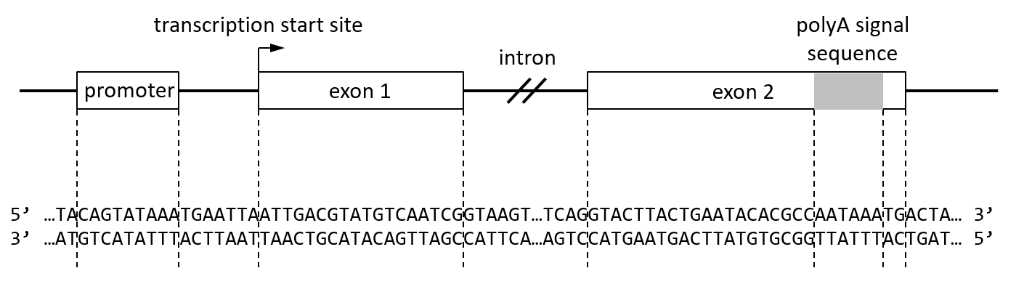Solved What amino acid does the second codon of this gene's | Chegg.com