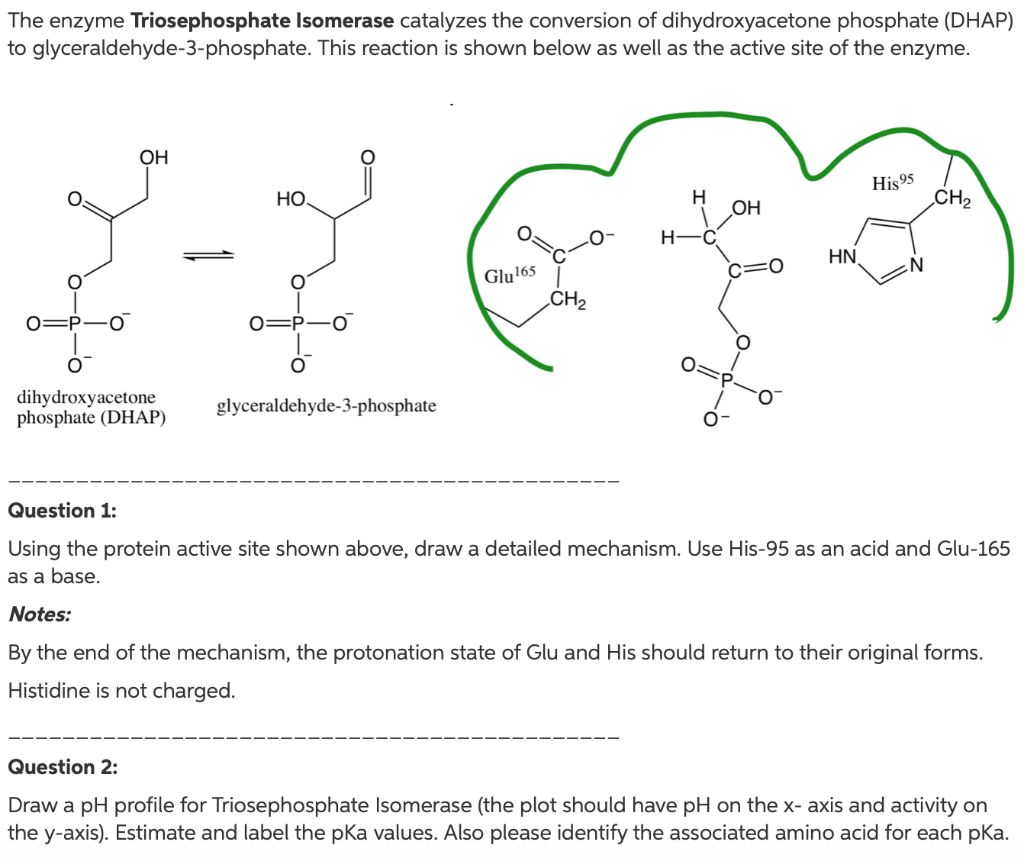 Solved The enzyme Triosephosphate Isomerase catalyzes the | Chegg.com