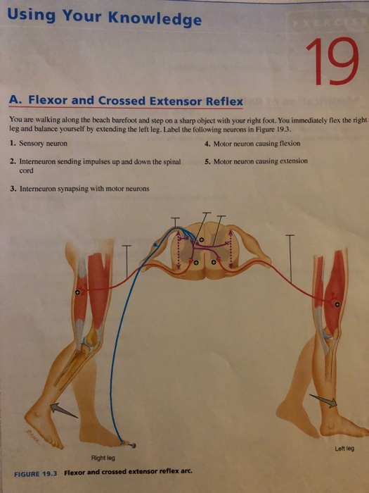 Solved Using Your Knowledge 19 A. Flexor and Crossed | Chegg.com