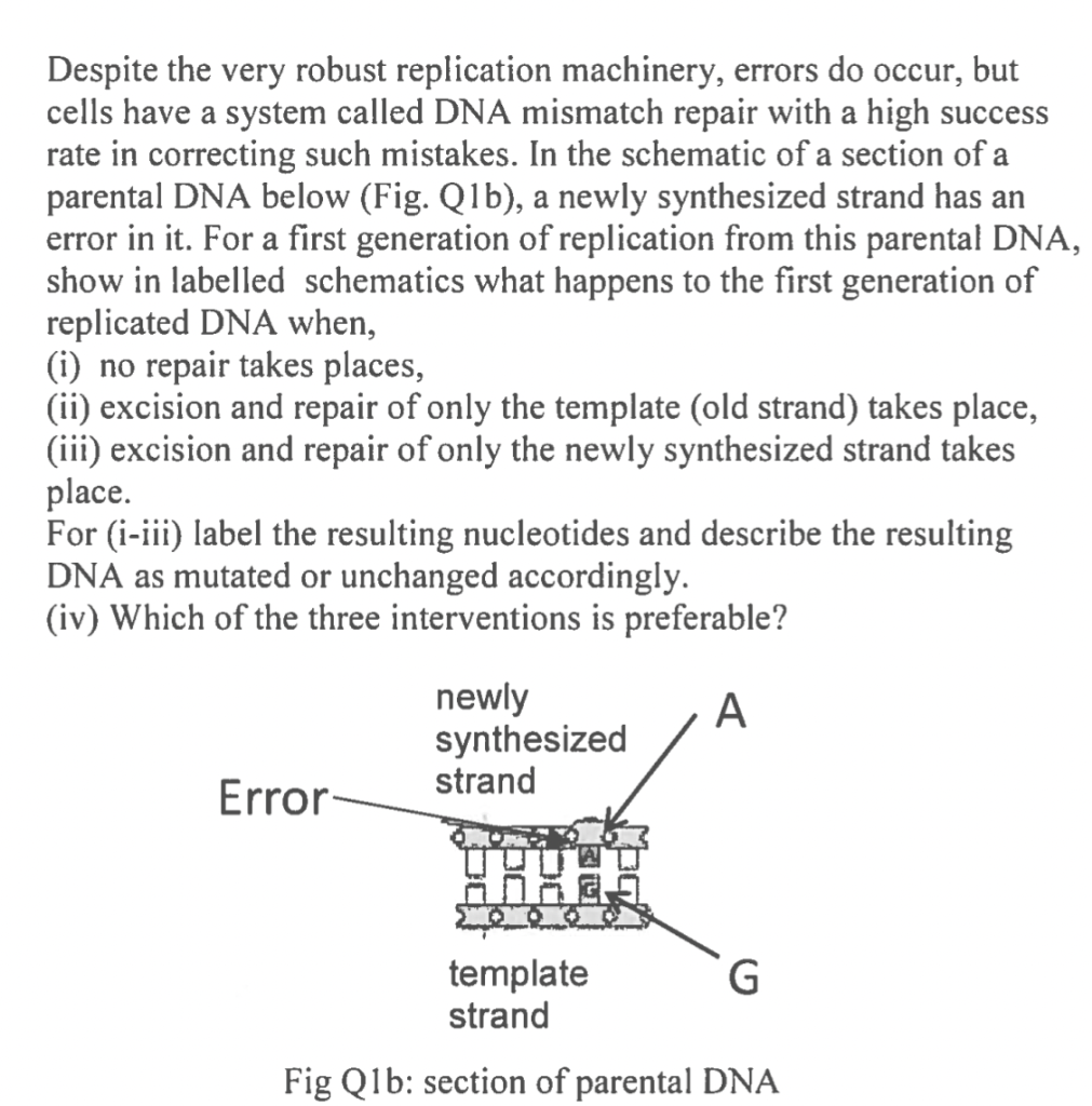 Solved Despite the very robust replication machinery, errors | Chegg.com