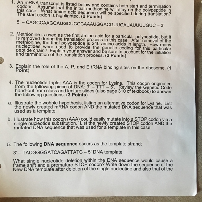 Solved 1. An mRNA transcript is listed below and contains | Chegg.com