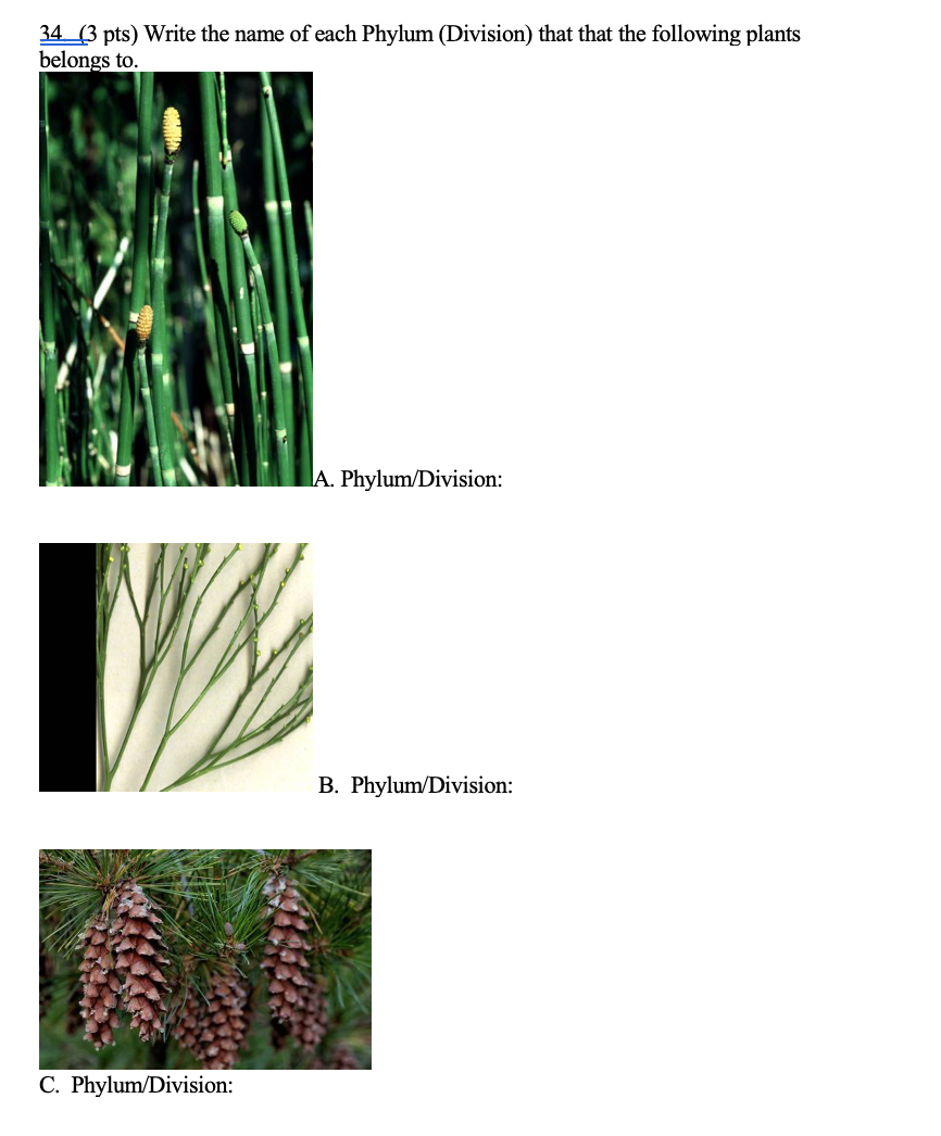 Solved 34_(3 pts) Write the name of each Phylum (Division) | Chegg.com