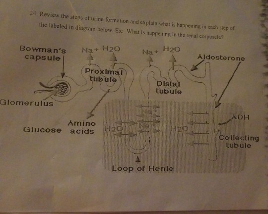 Solved 24. Review the steps of urine formation and explain | Chegg.com