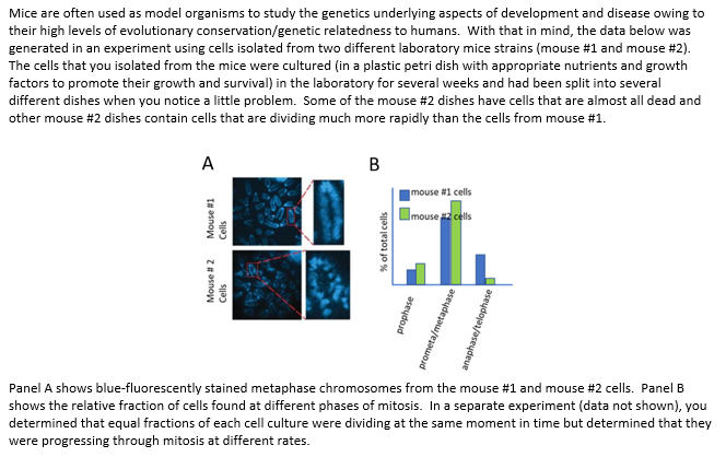 Solved Mice are often used as model organisms to study the | Chegg.com