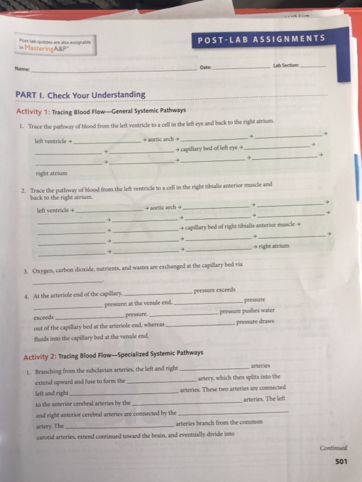 Solved Post lab quizzes are also assignable n MasteringA&P | Chegg.com