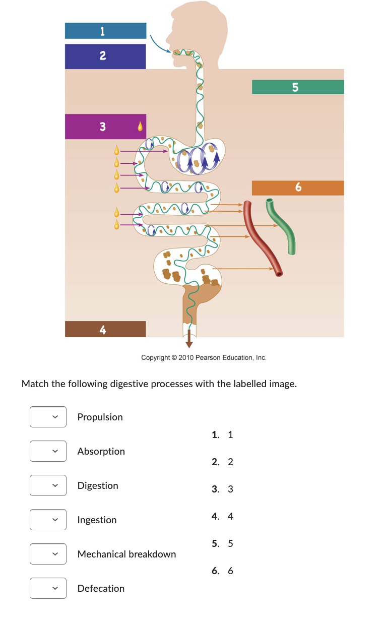 Solved Match the following digestive processes with the | Chegg.com
