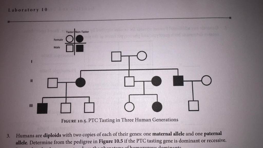 Solved Laboratory 10 QUESTIONS Is the ability to taste PTC | Chegg.com