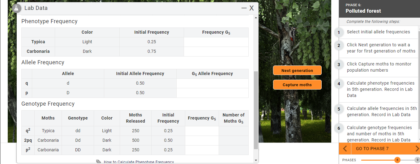 Solved Phenotype Frequency Allele Frequency Genotype | Chegg.com